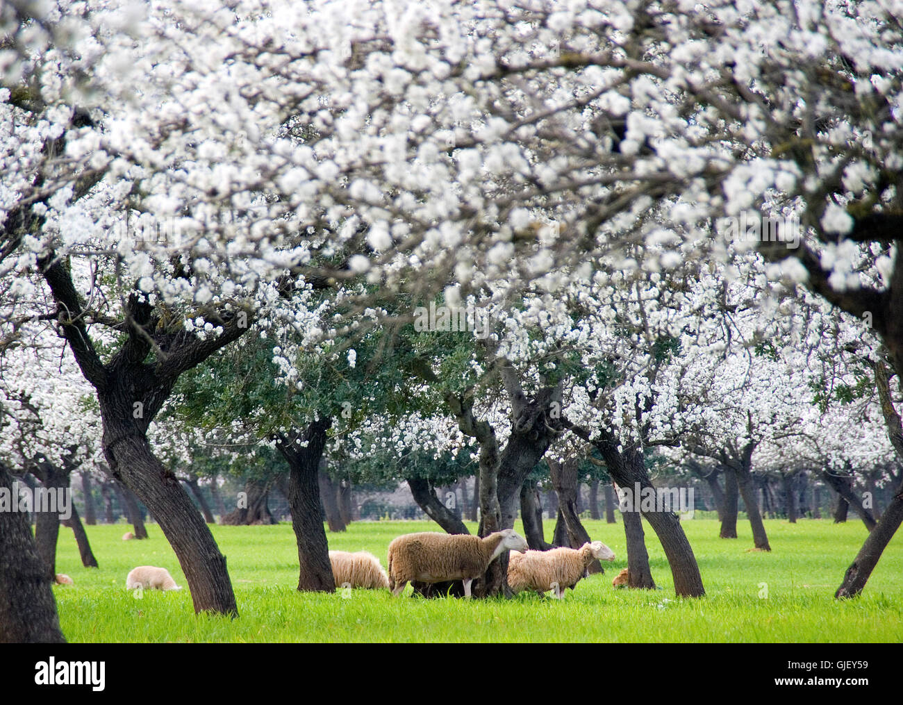 Almond tree mallorca sheep hi-res stock photography and images - Alamy