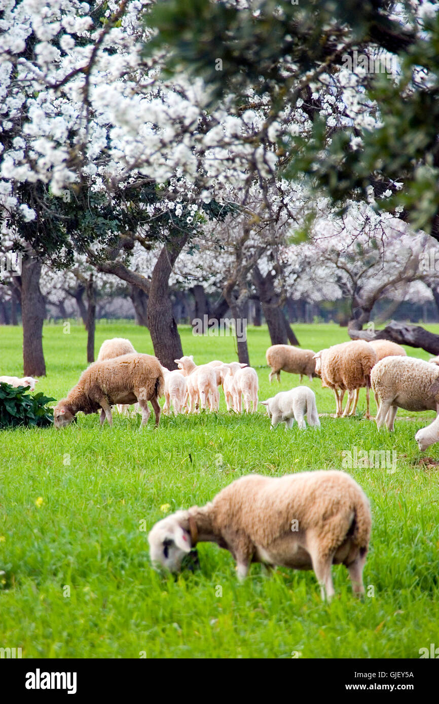 Sheep and lambs hi-res stock photography and images - Alamy