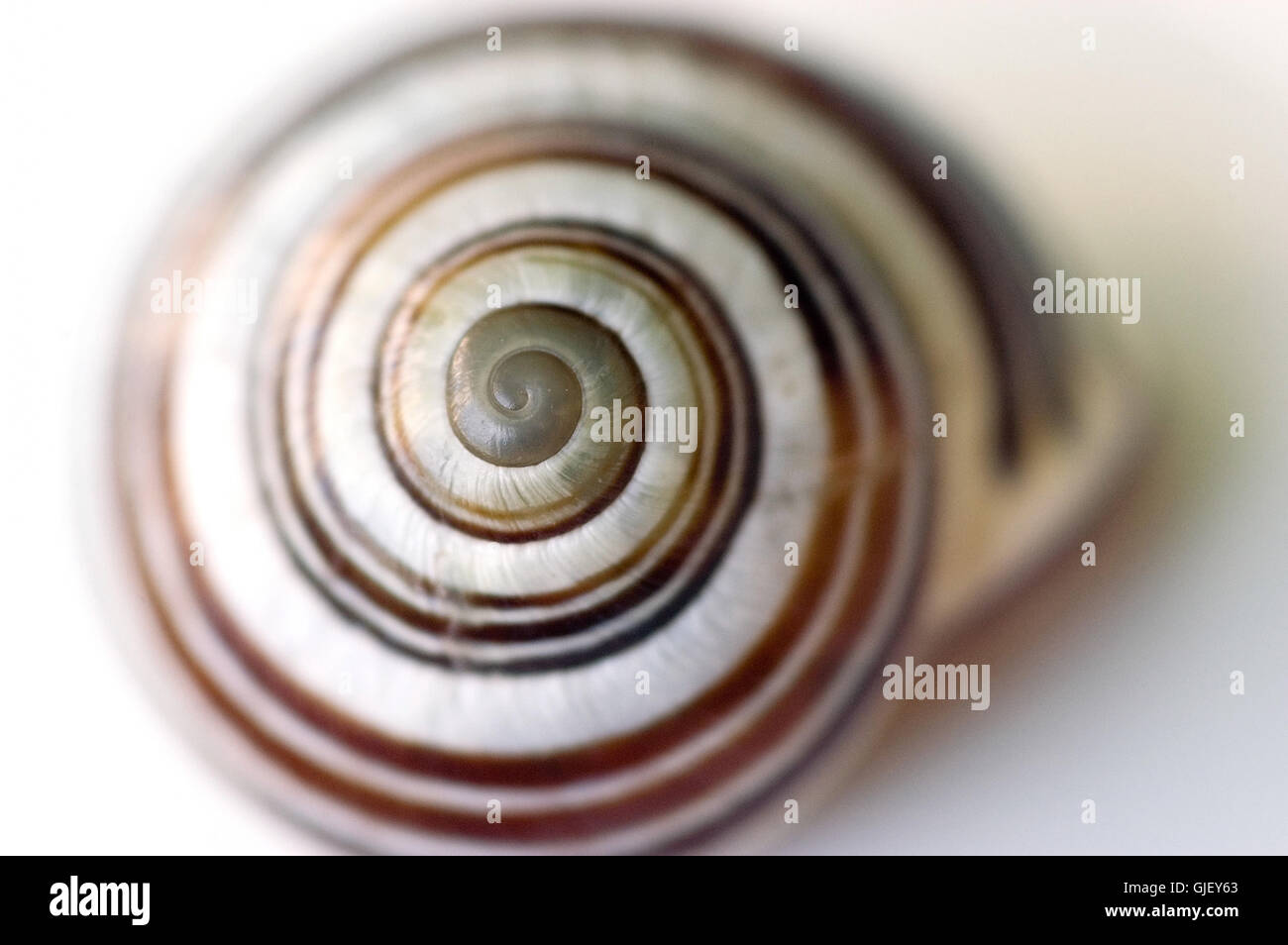 shell snail snail shell Stock Photo - Alamy