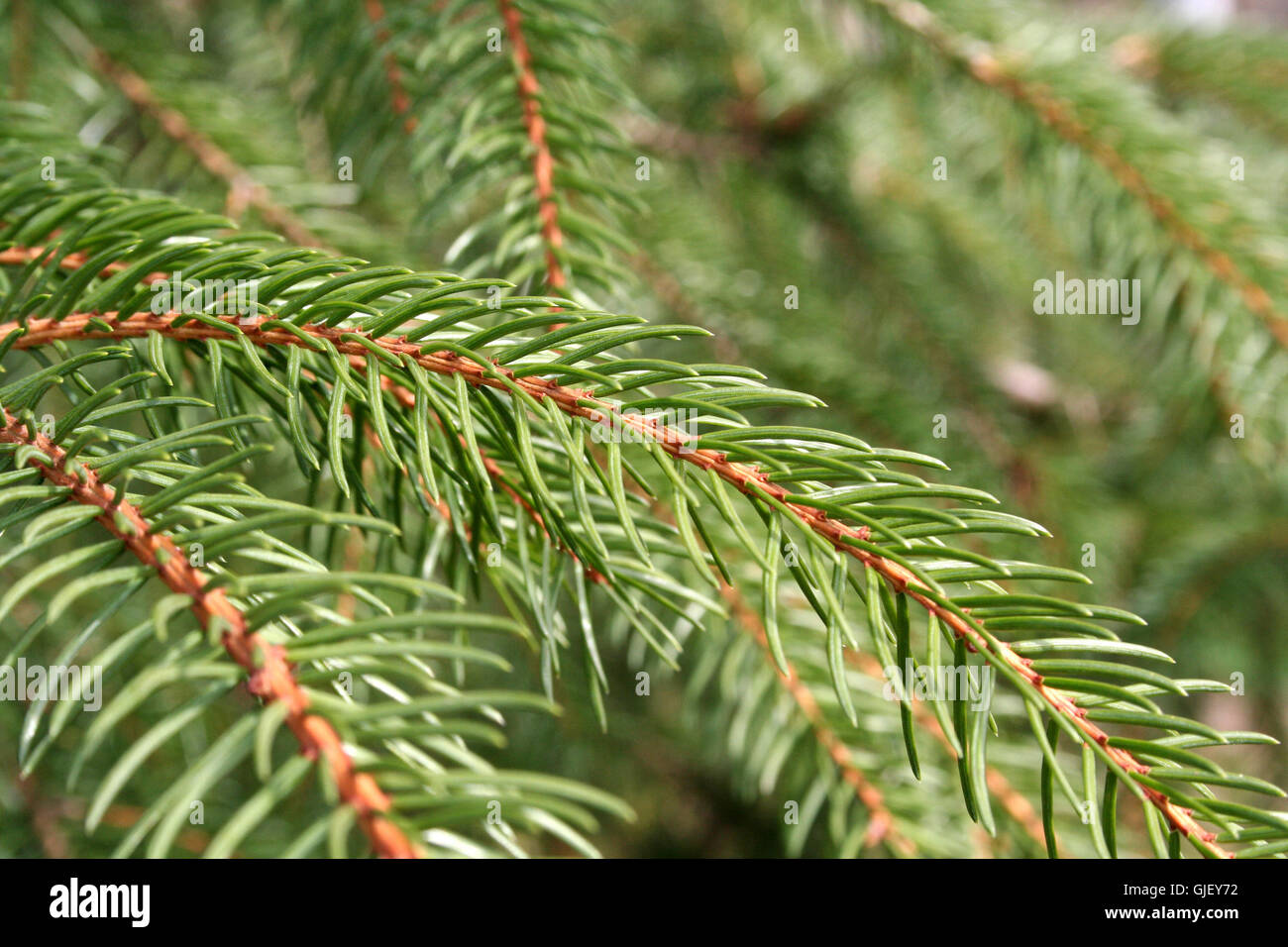 green branch evergreen Stock Photo - Alamy