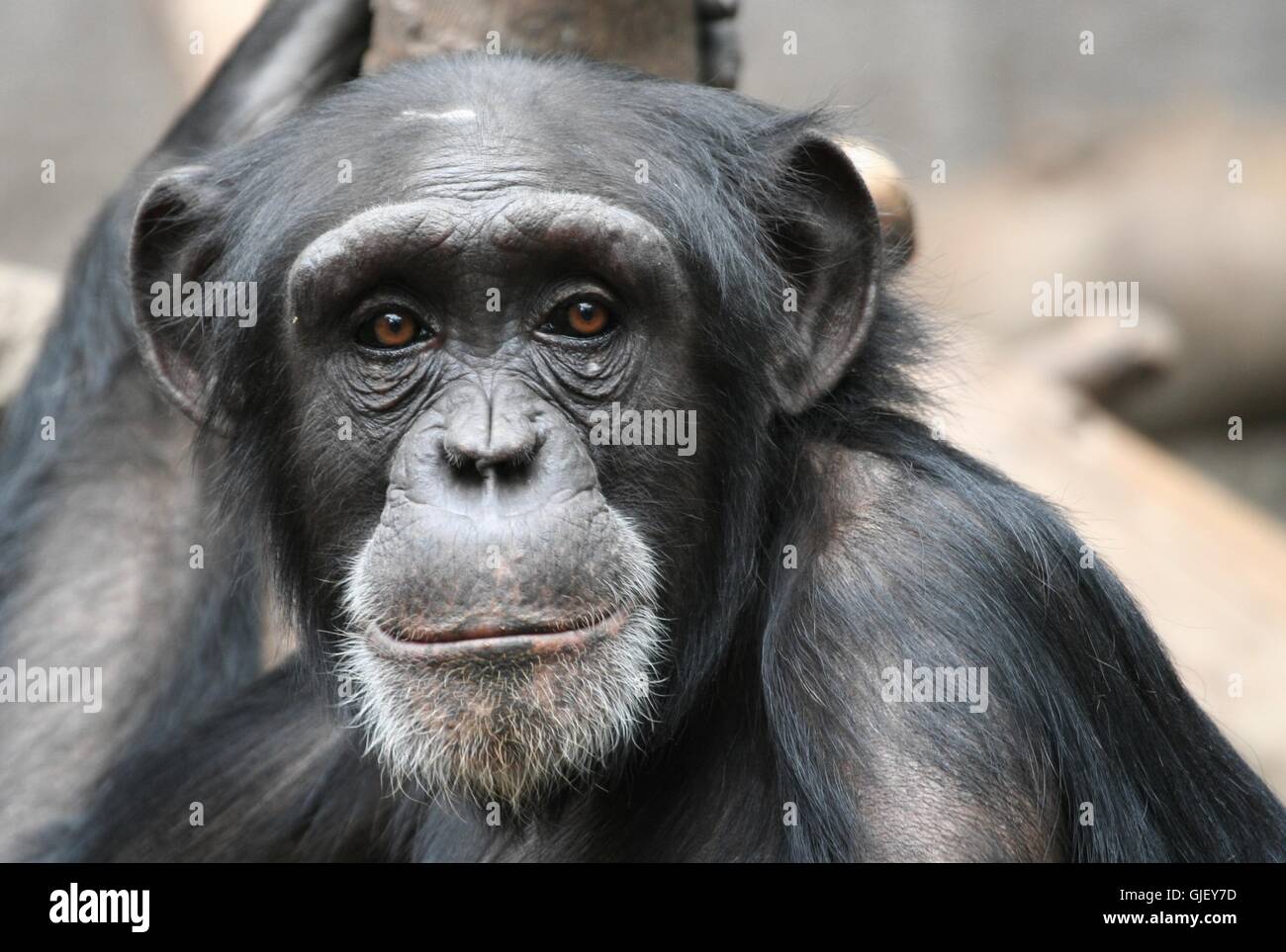 face portrait monkey Stock Photo - Alamy