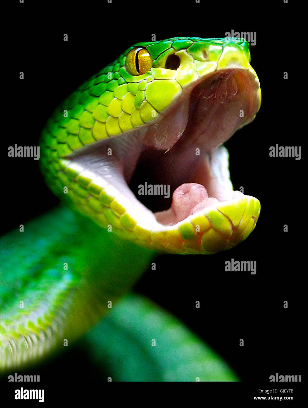 snakes poisonous snake poisonous snakes Stock Photo - Alamy snakes poisonous snake poisonous snakes Stock Photo - Alamy