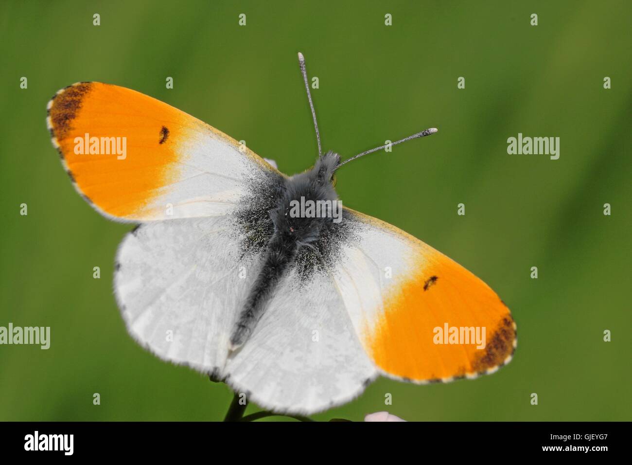 insect insects butterfly Stock Photo - Alamy