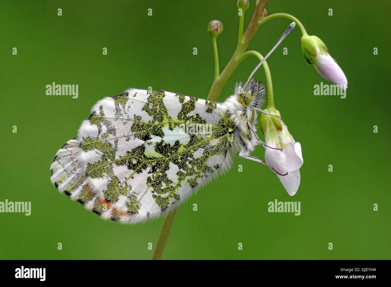 Insect insects butterflies hi-res stock photography and images - Alamy