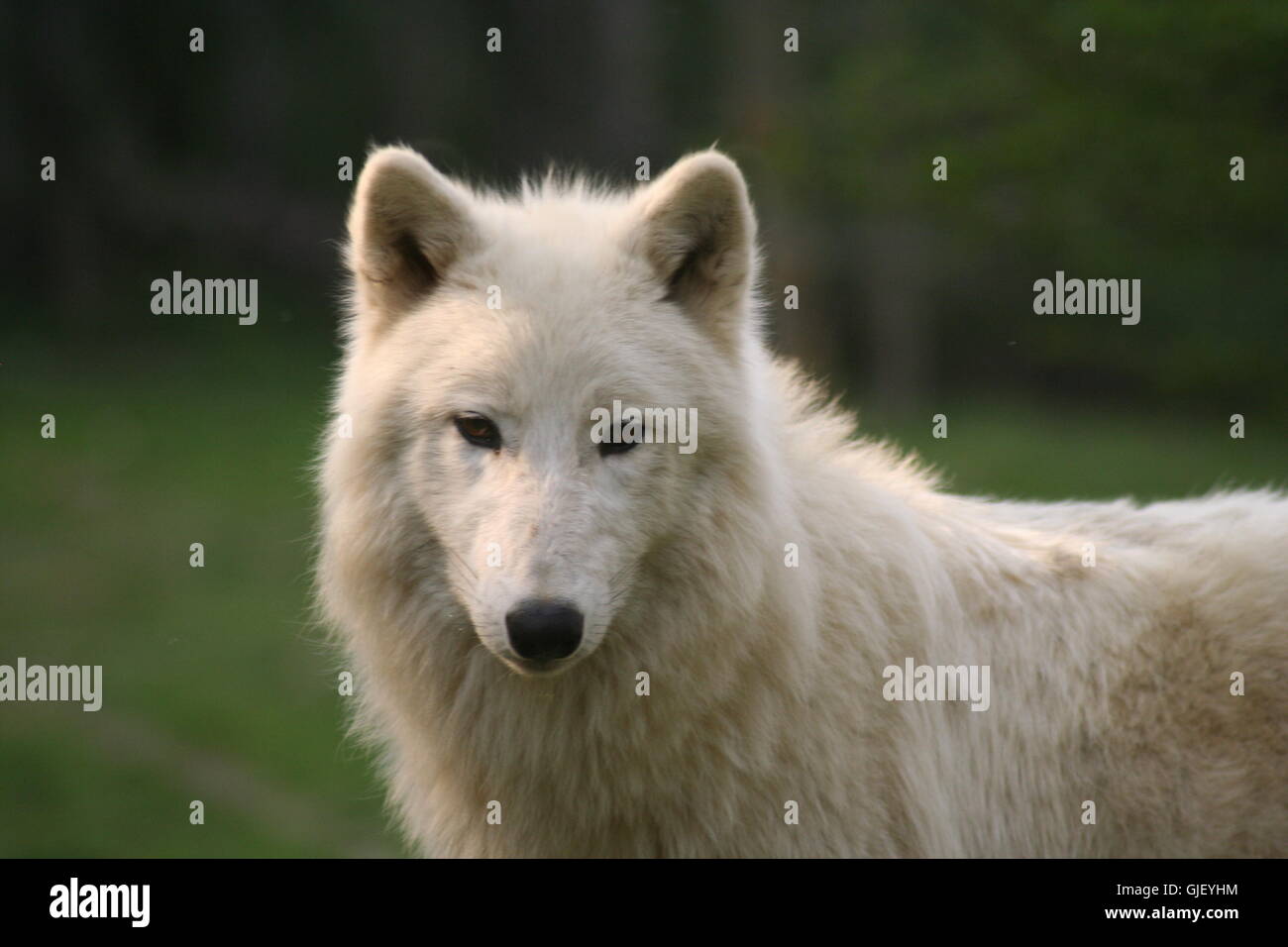 Polarwolf hi-res stock photography and images - Alamy