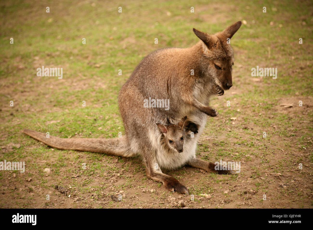 Kangaroo Pack High Resolution Stock Photography and Images - Alamy