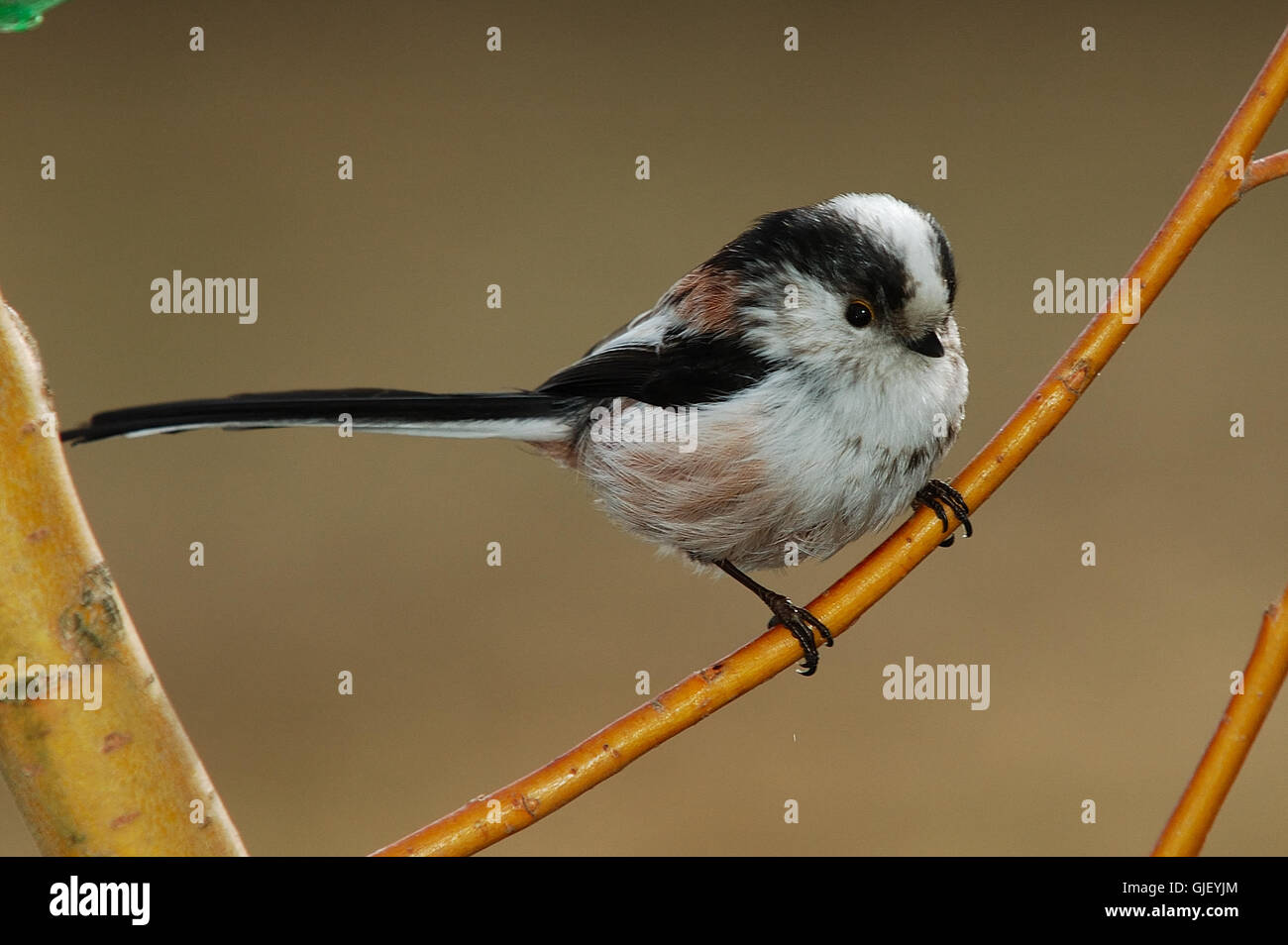 long-tailed tit,aegithalos caudatus Stock Photo - Alamy