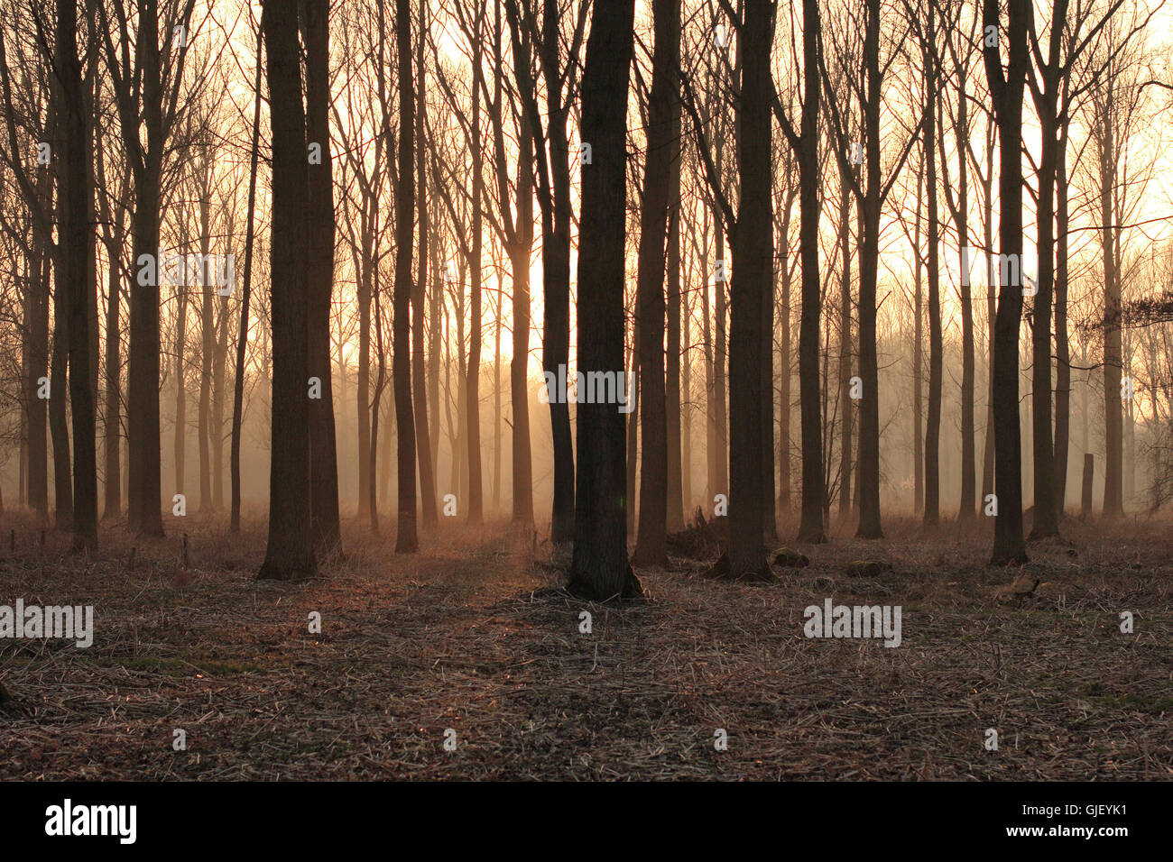 tree trees sunset Stock Photo - Alamy