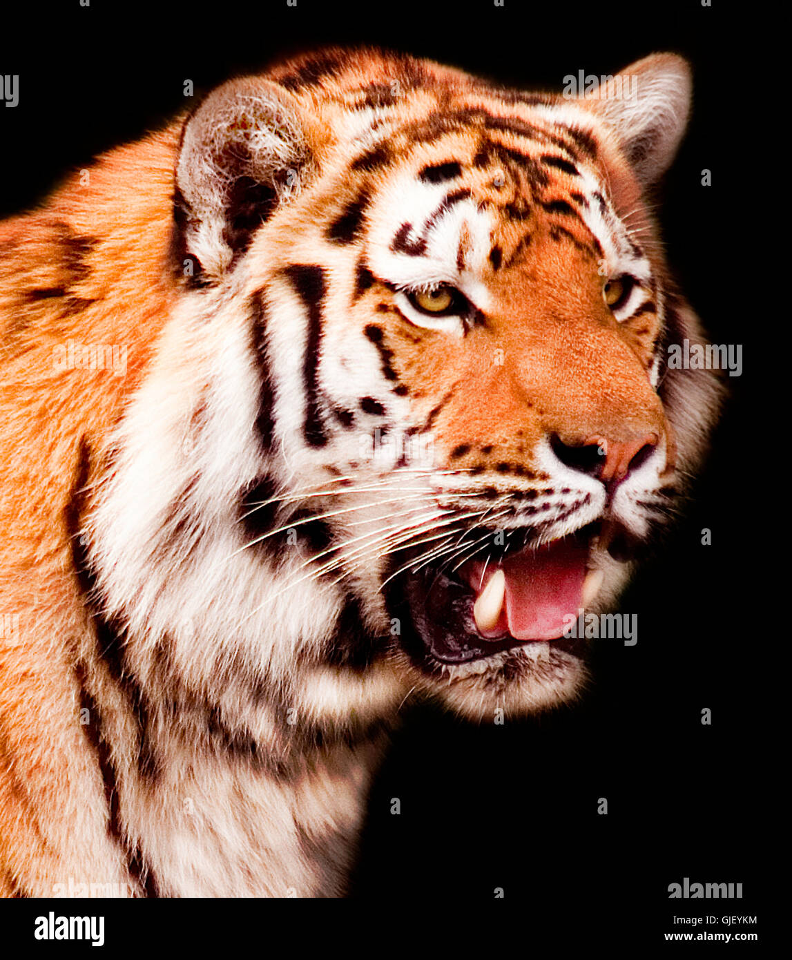 Tiger looking menacing hi-res stock photography and images - Alamy