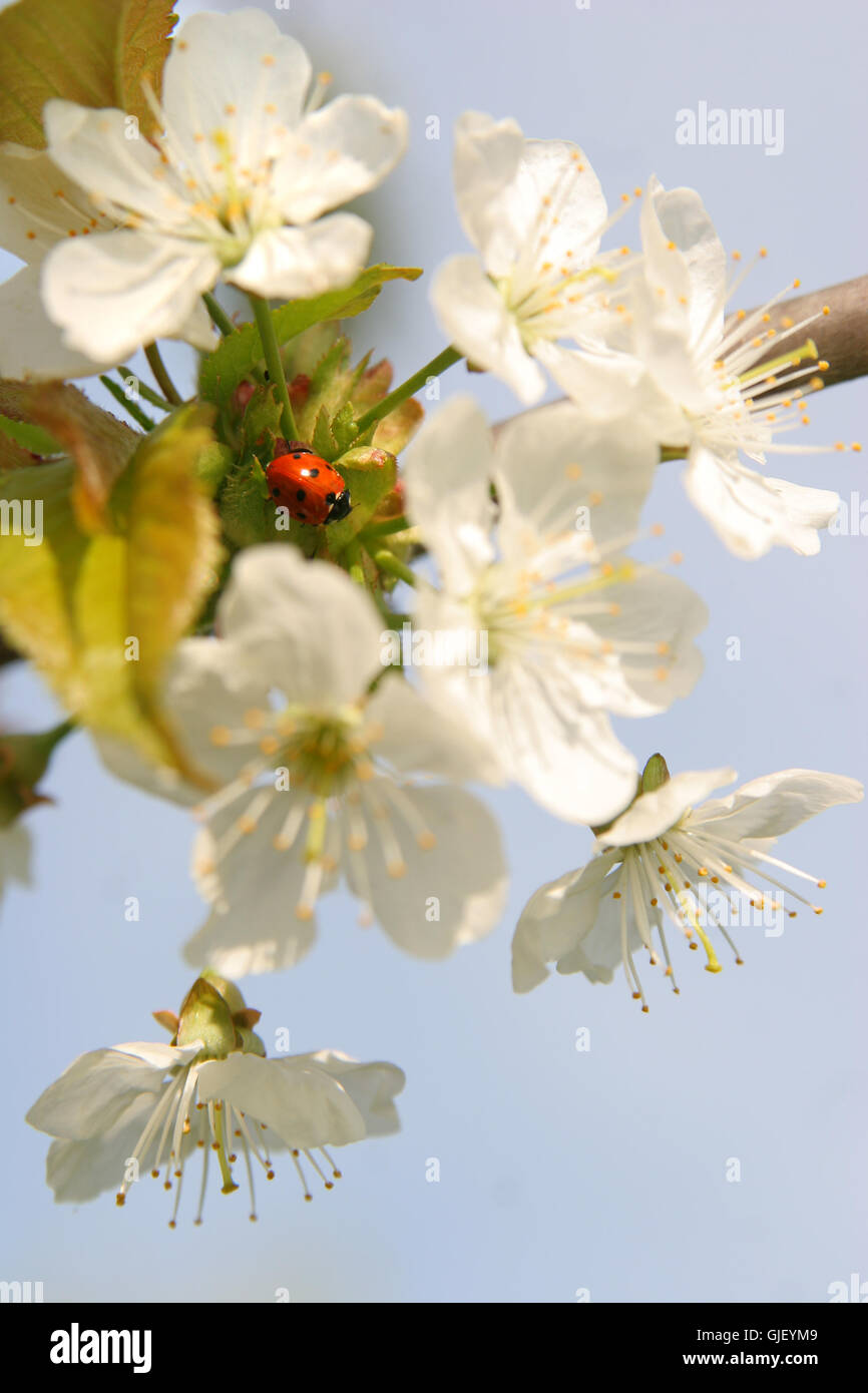 blue bloom blossom Stock Photo - Alamy