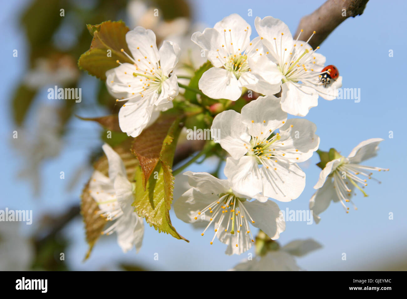 European ladybug hi-res stock photography and images - Alamy