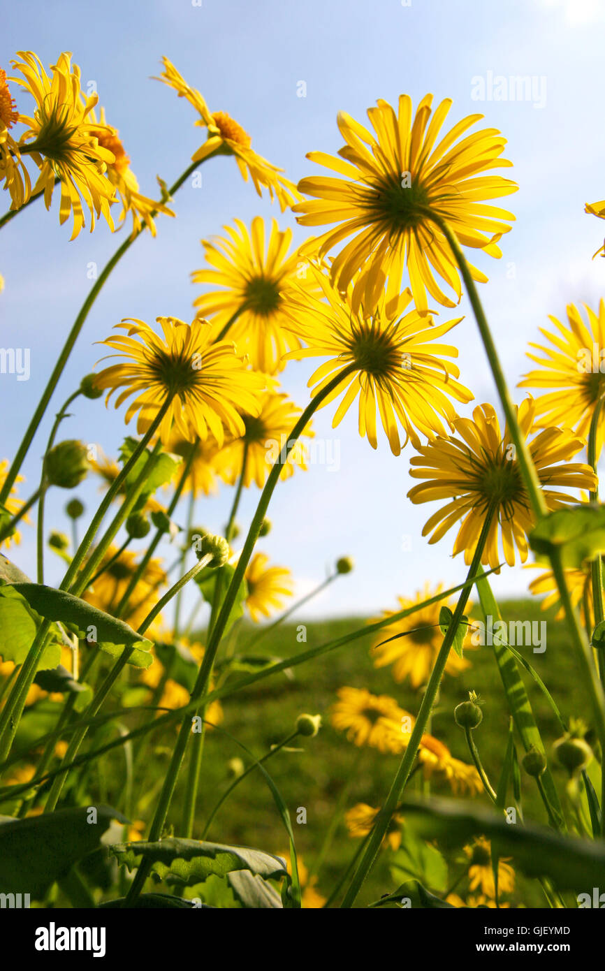 worms eye flower plant Stock Photo - Alamy