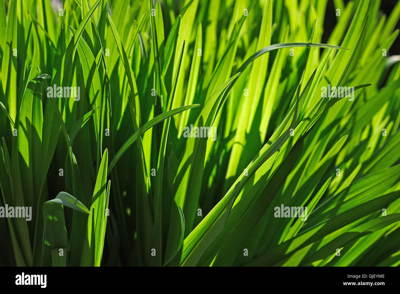 green grasses ornamental plants Stock Photo - Alamy