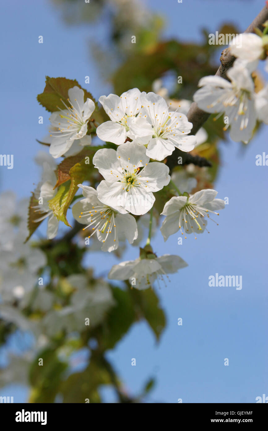 blue tree trees Stock Photo - Alamy