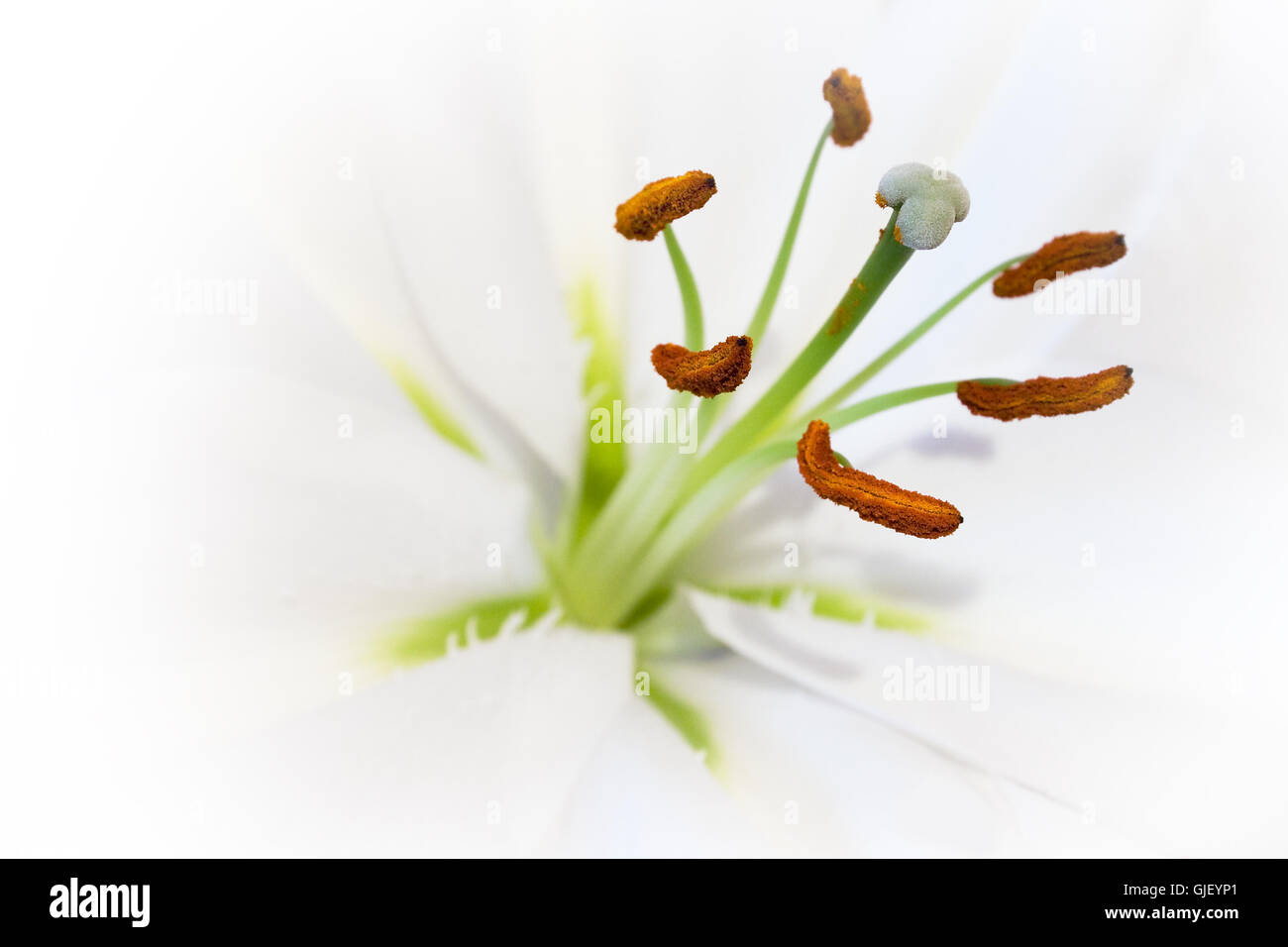 white lily macro Stock Photo - Alamy