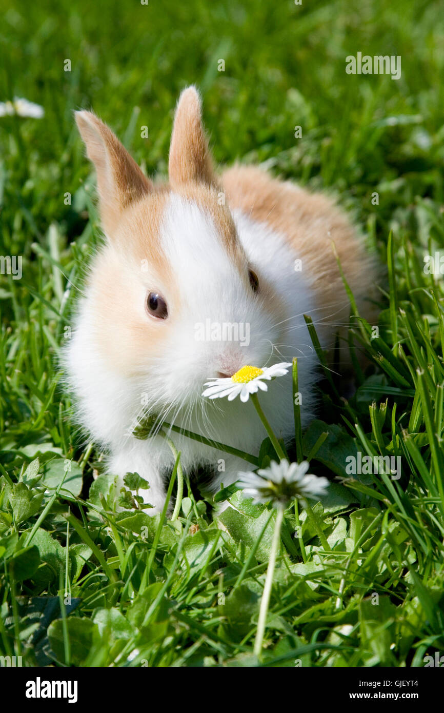 the little bunny Stock Photo - Alamy