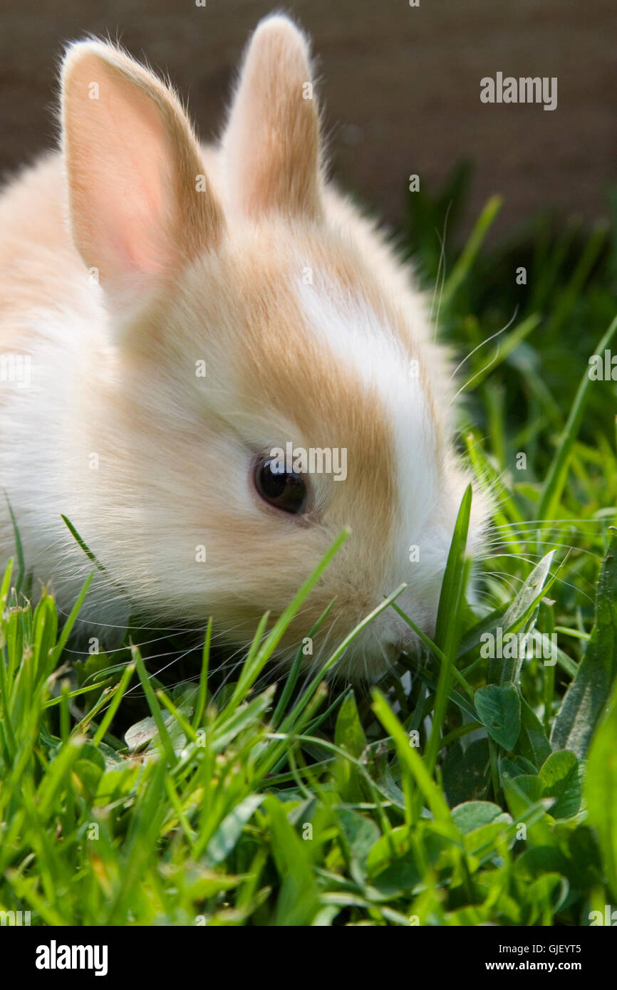 Mummelmann hi-res stock photography and images - Alamy