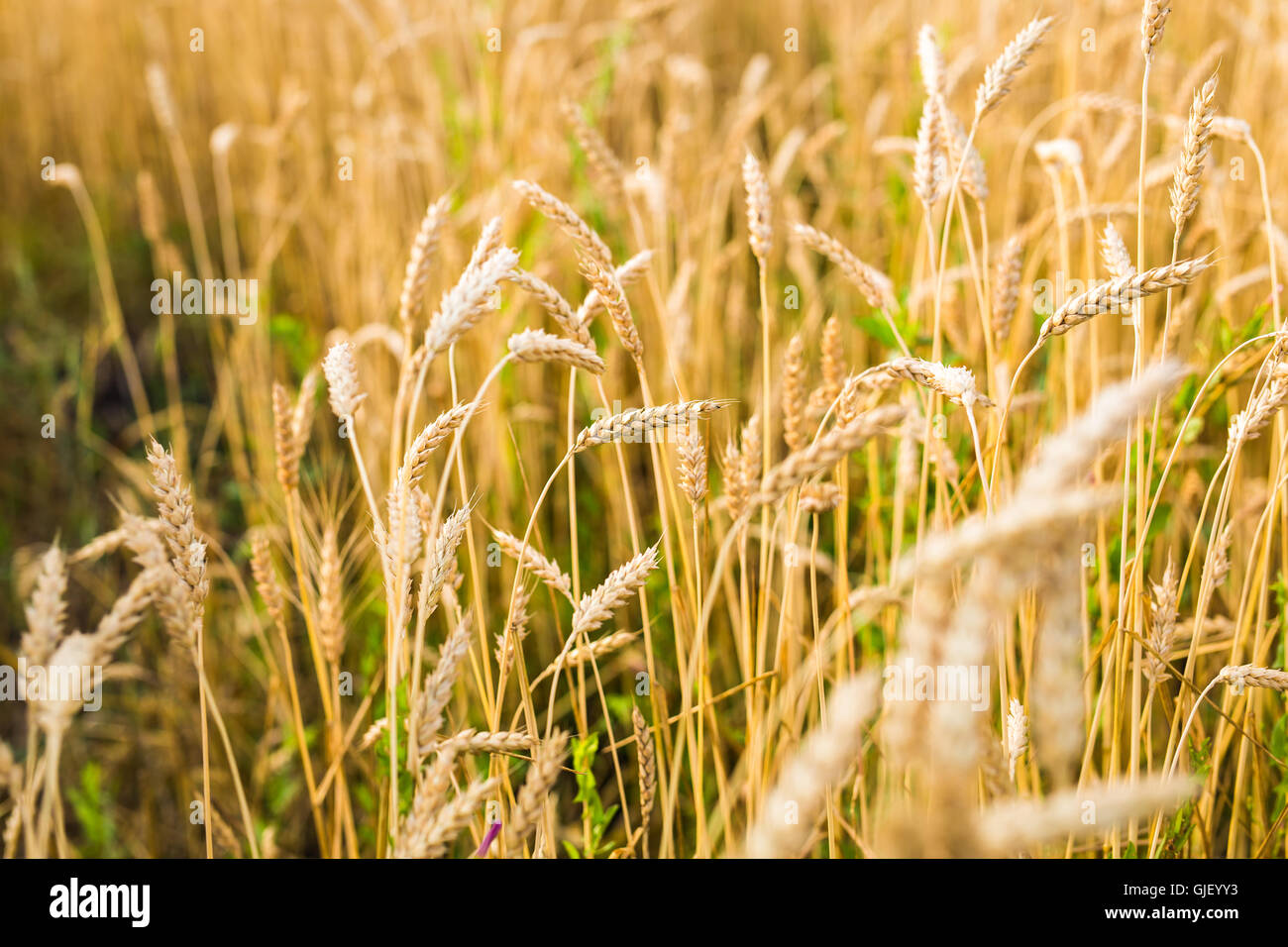 field of rye Stock Photo - Alamy