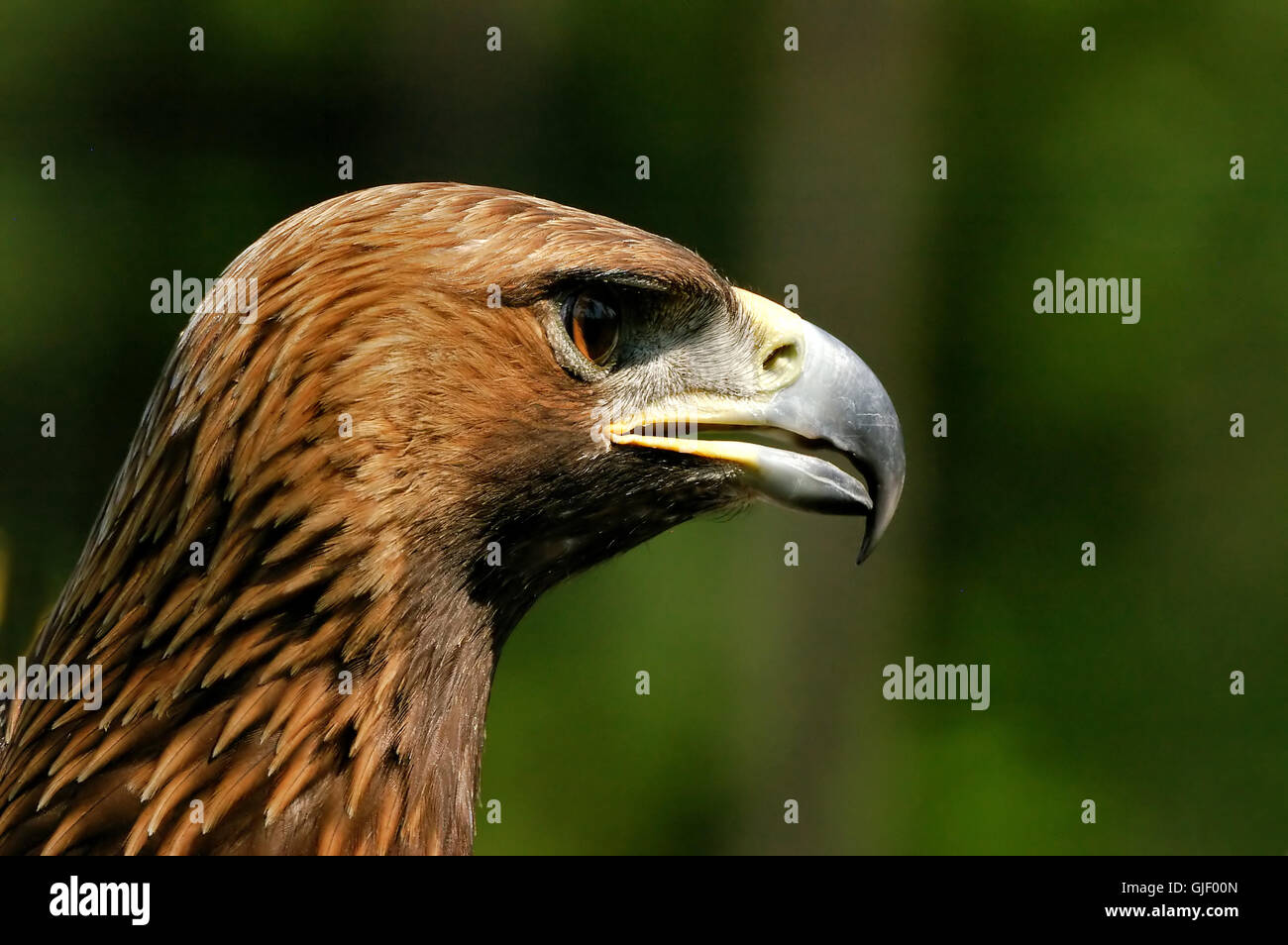 portrait raptor golden eagle Stock Photo - Alamy