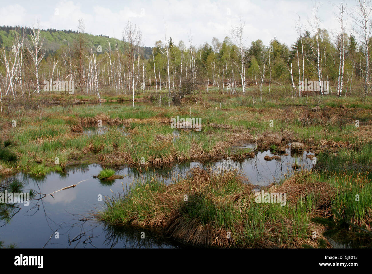 hill swamp birches Stock Photo - Alamy