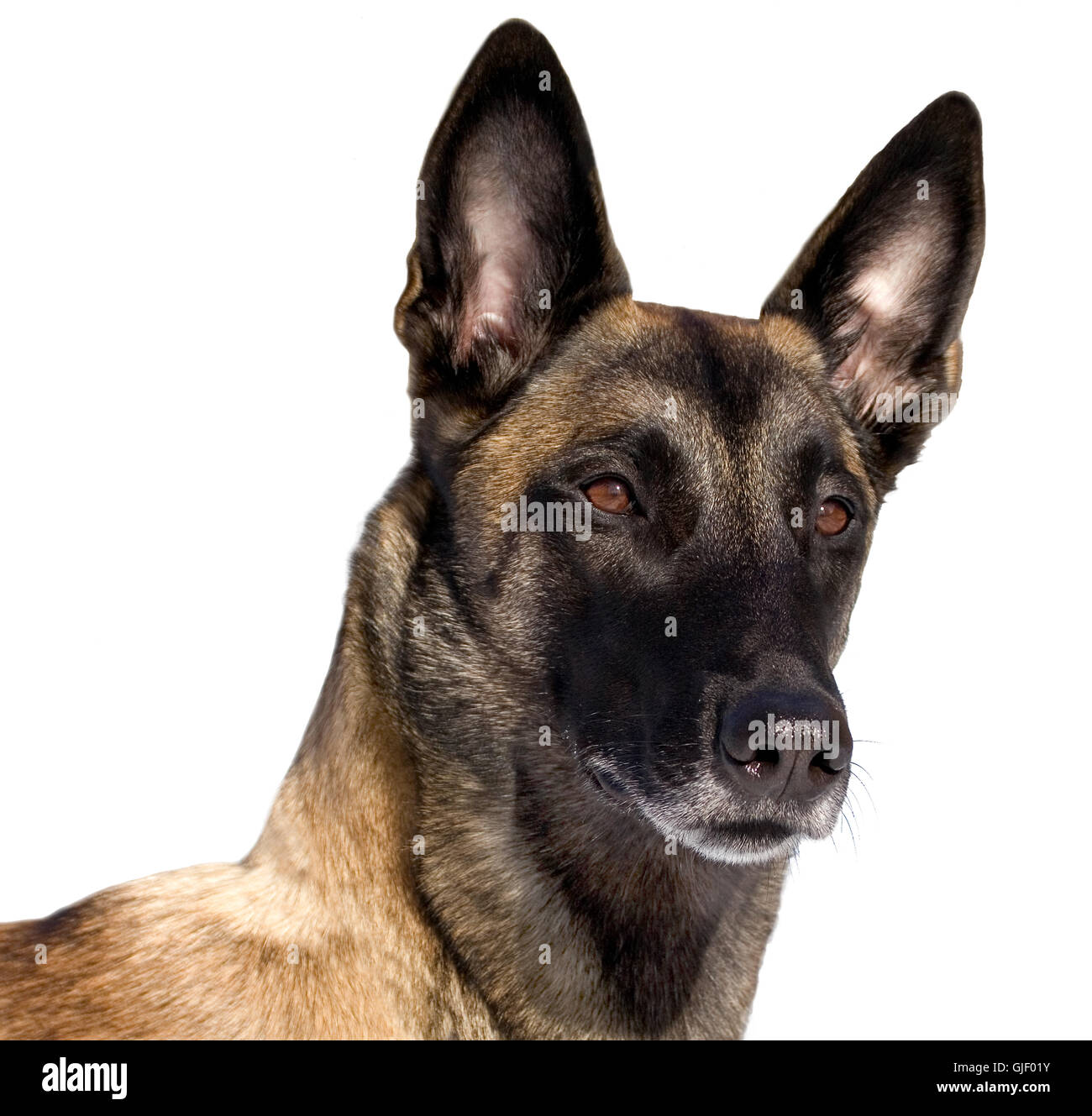 dogs mali belgian Stock Photo - Alamy