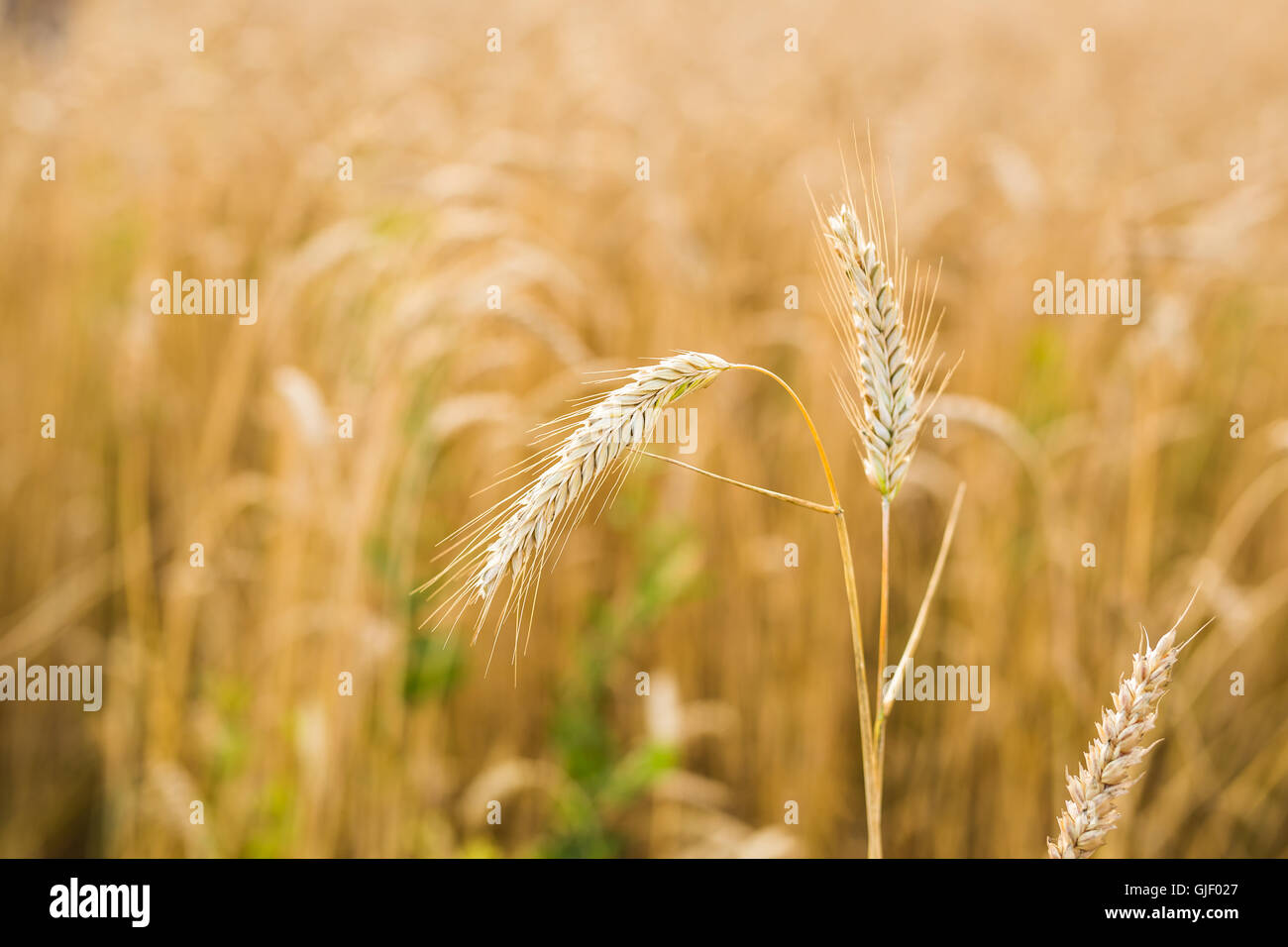 field of rye Stock Photo - Alamy