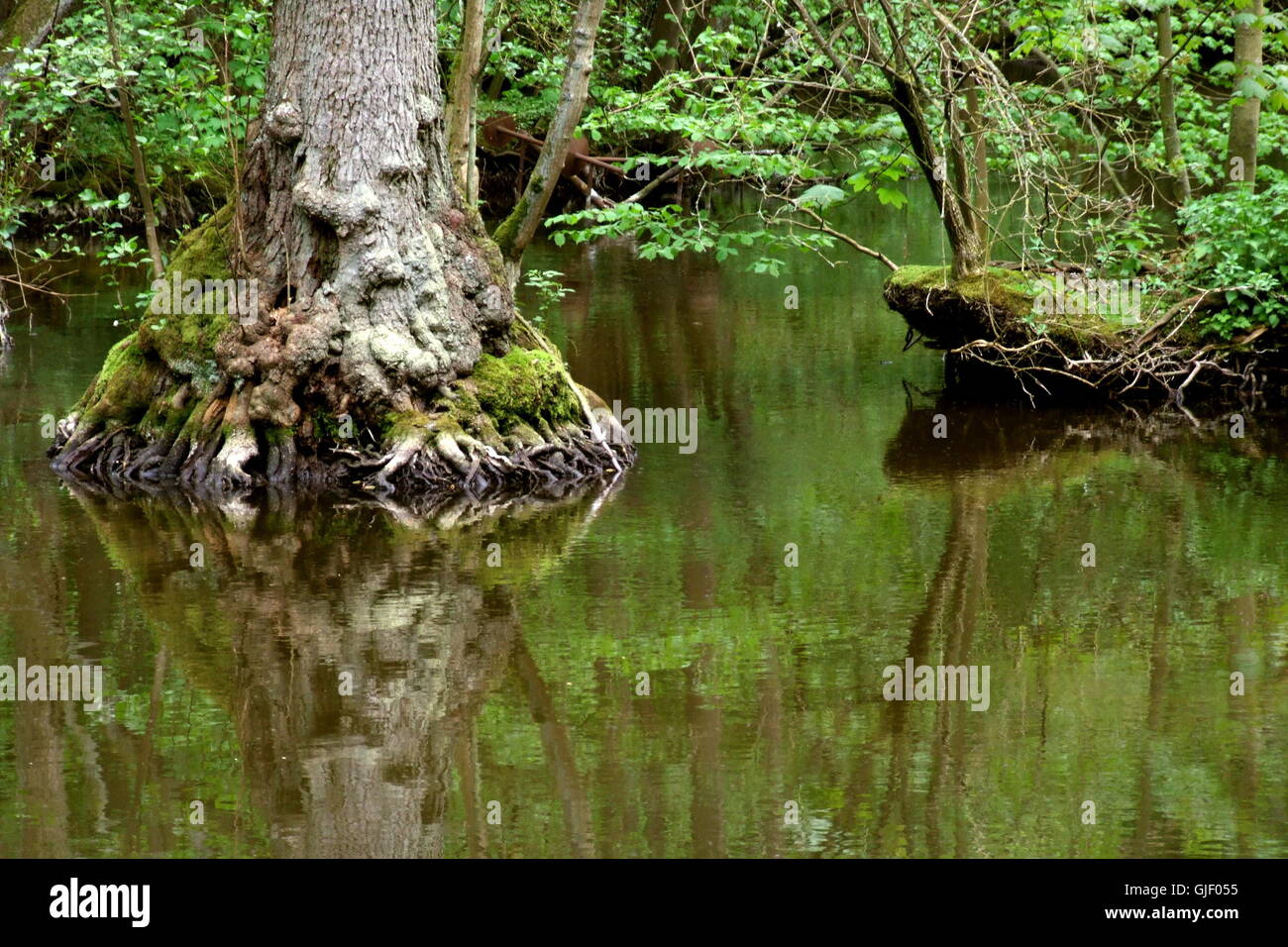 tree trees rooted Stock Photo - Alamy