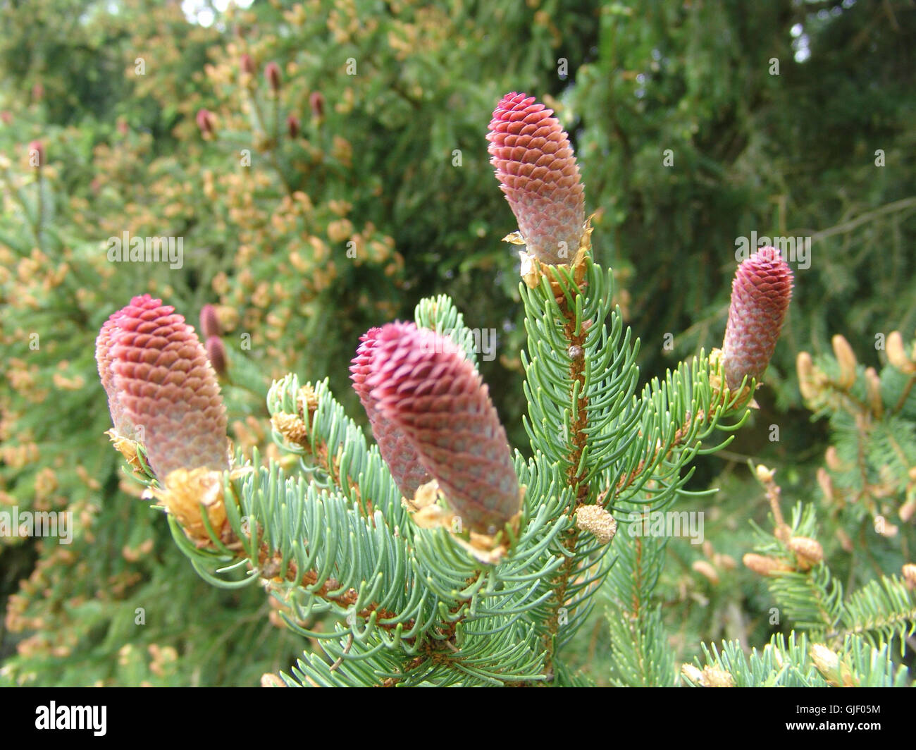 female bloom blossom Stock Photo - Alamy
