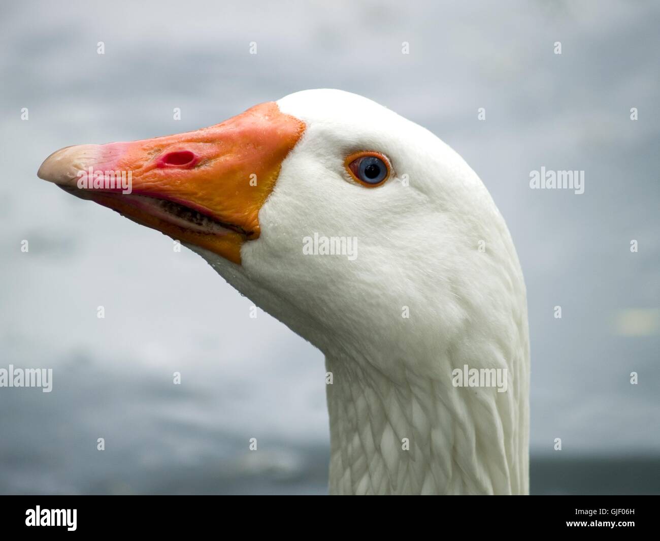 Hausgans hi-res stock photography and images - Alamy