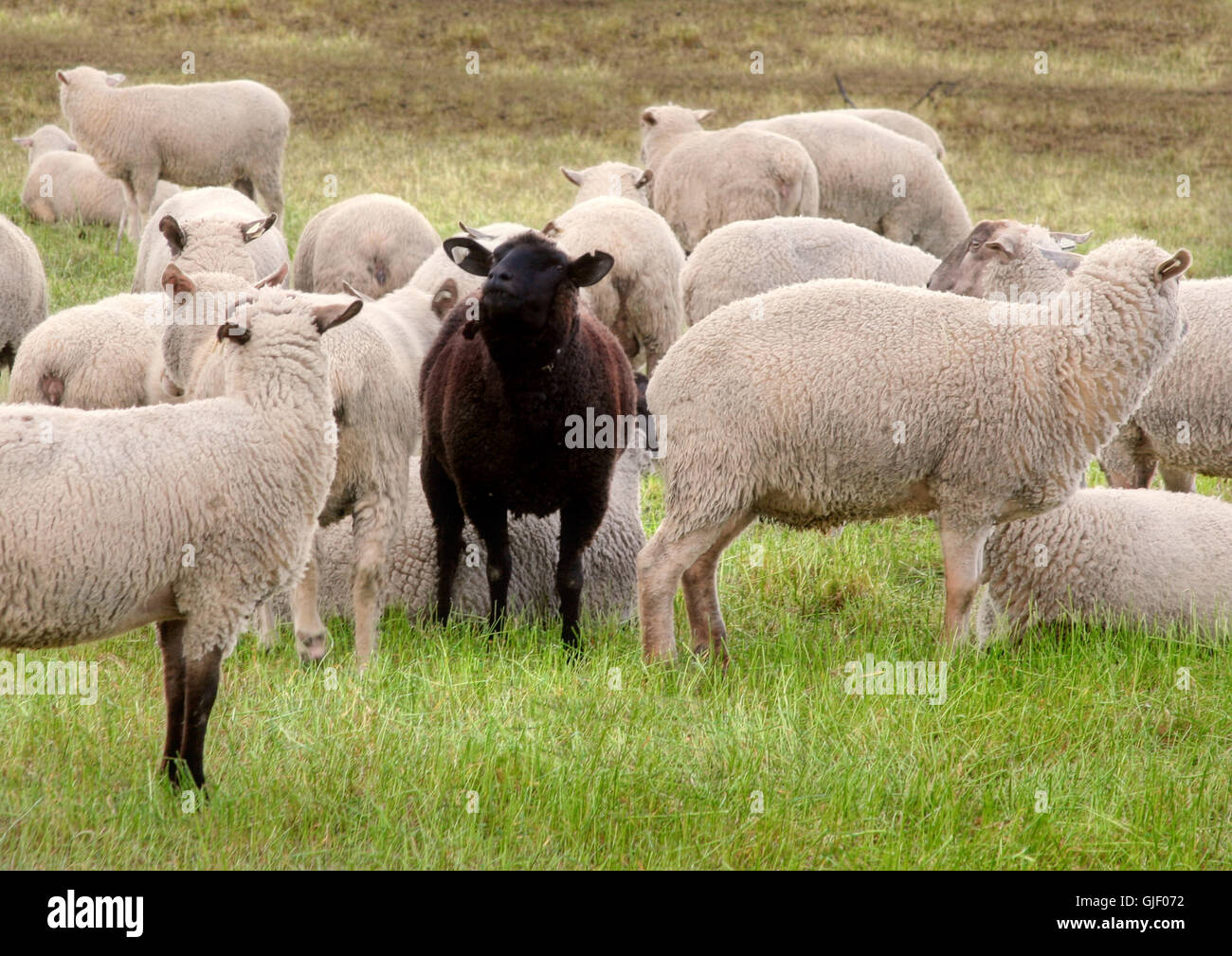 Sheep with fringe hi-res stock photography and images - Alamy