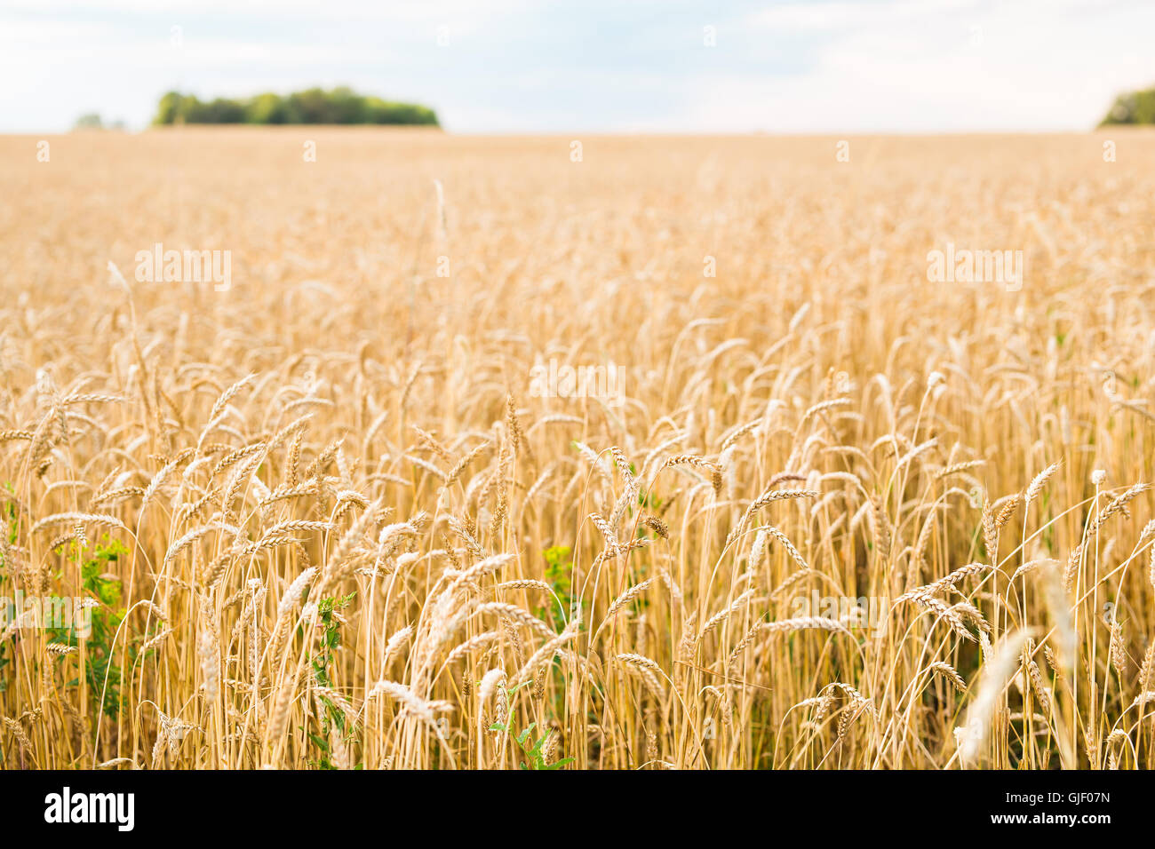 field of rye Stock Photo - Alamy