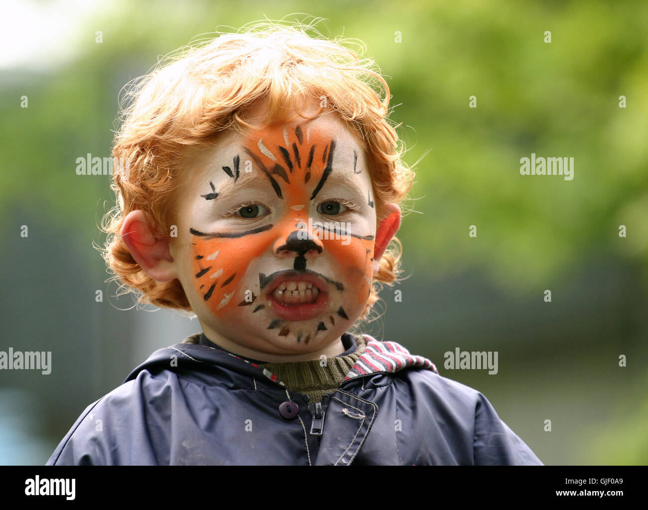 cat big cat feline predator Stock Photo - Alamy
