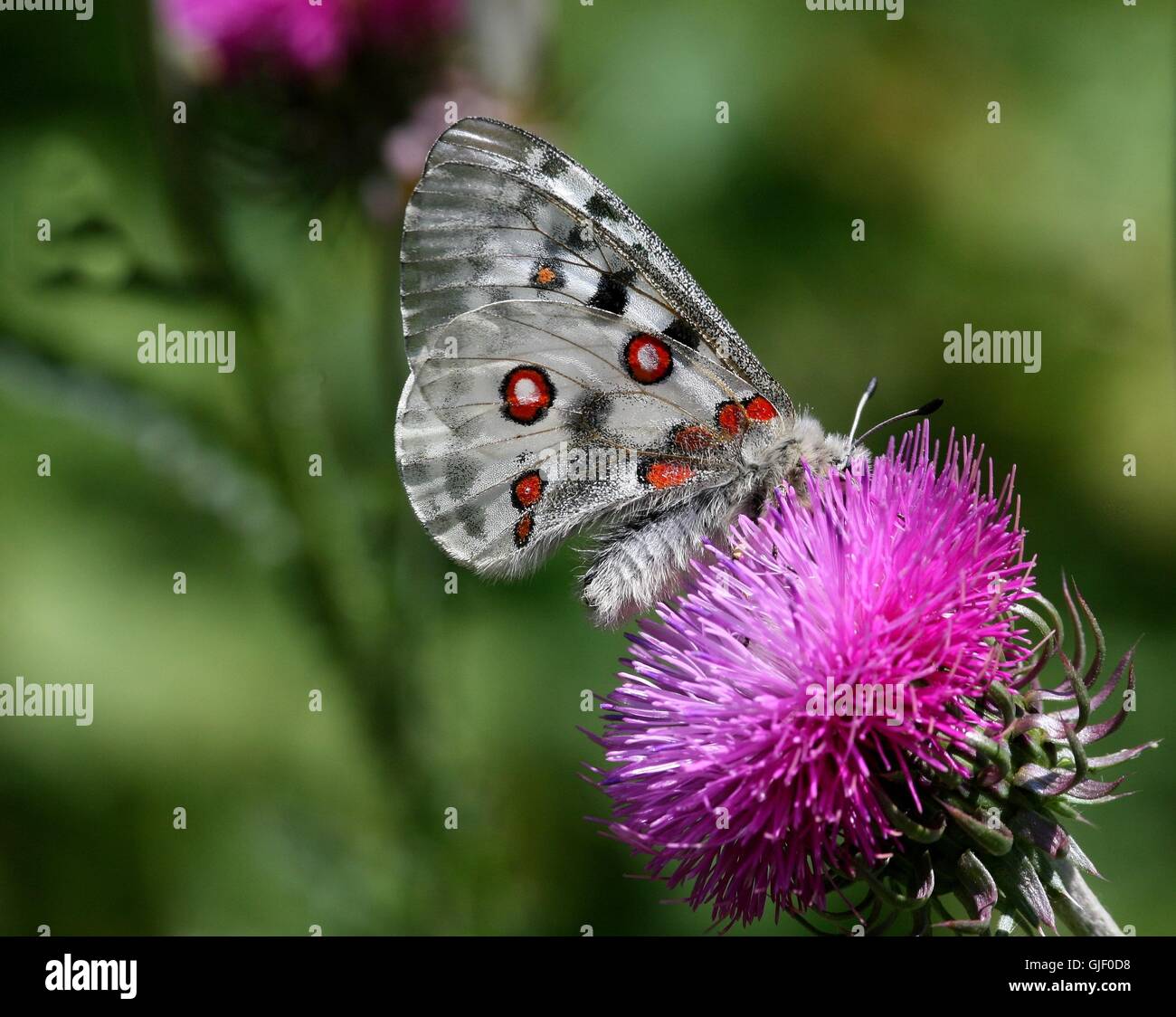 Apollofalter High Resolution Stock Photography and Images - Alamy