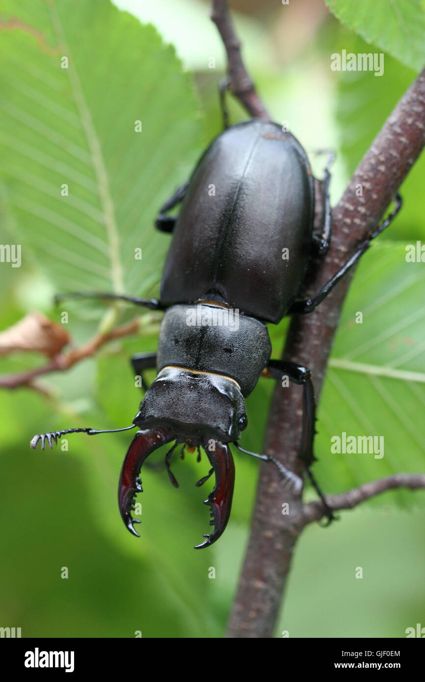male stag beetle Stock Photo - Alamy