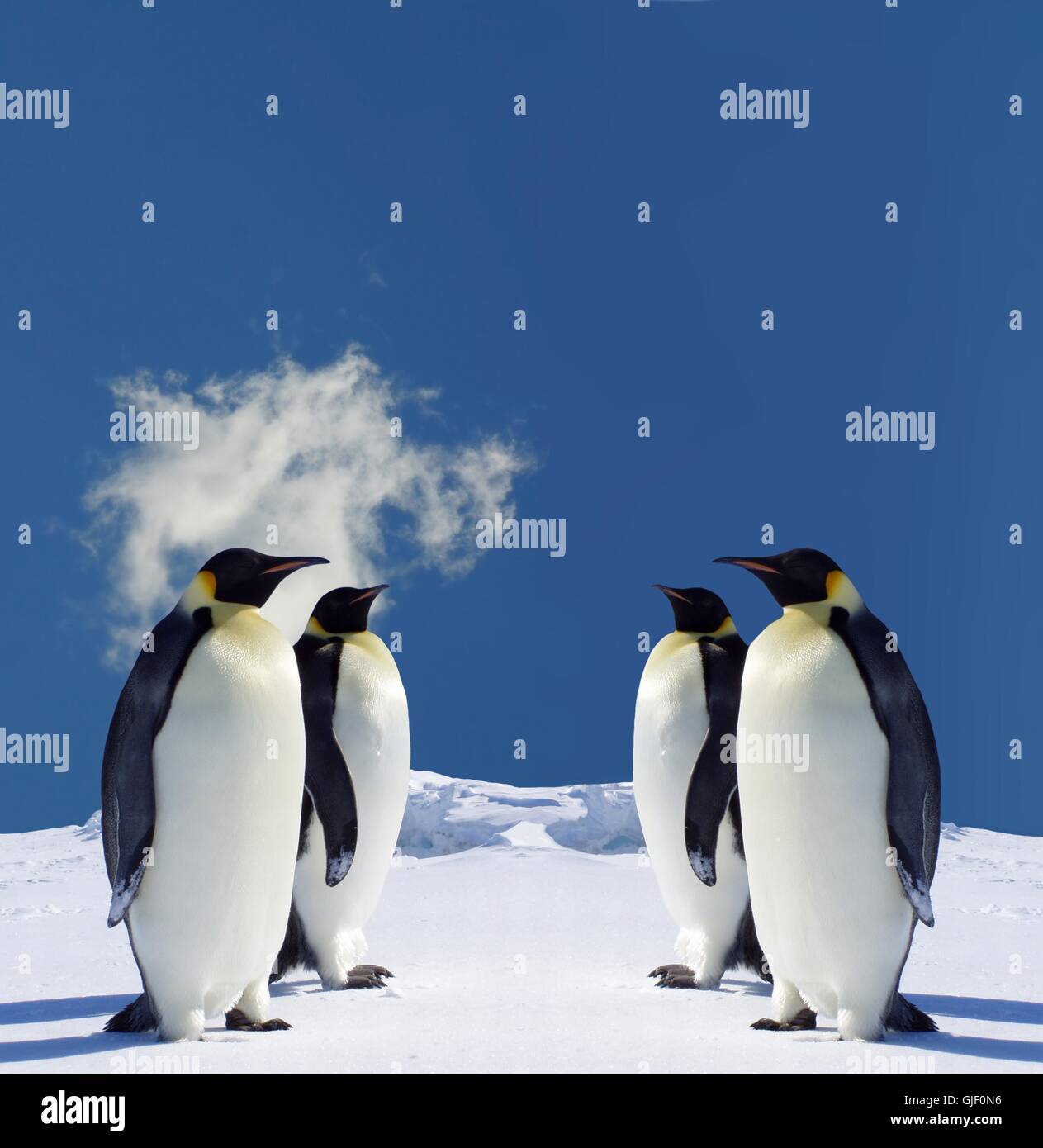4 penguins hi-res stock photography and images - Alamy