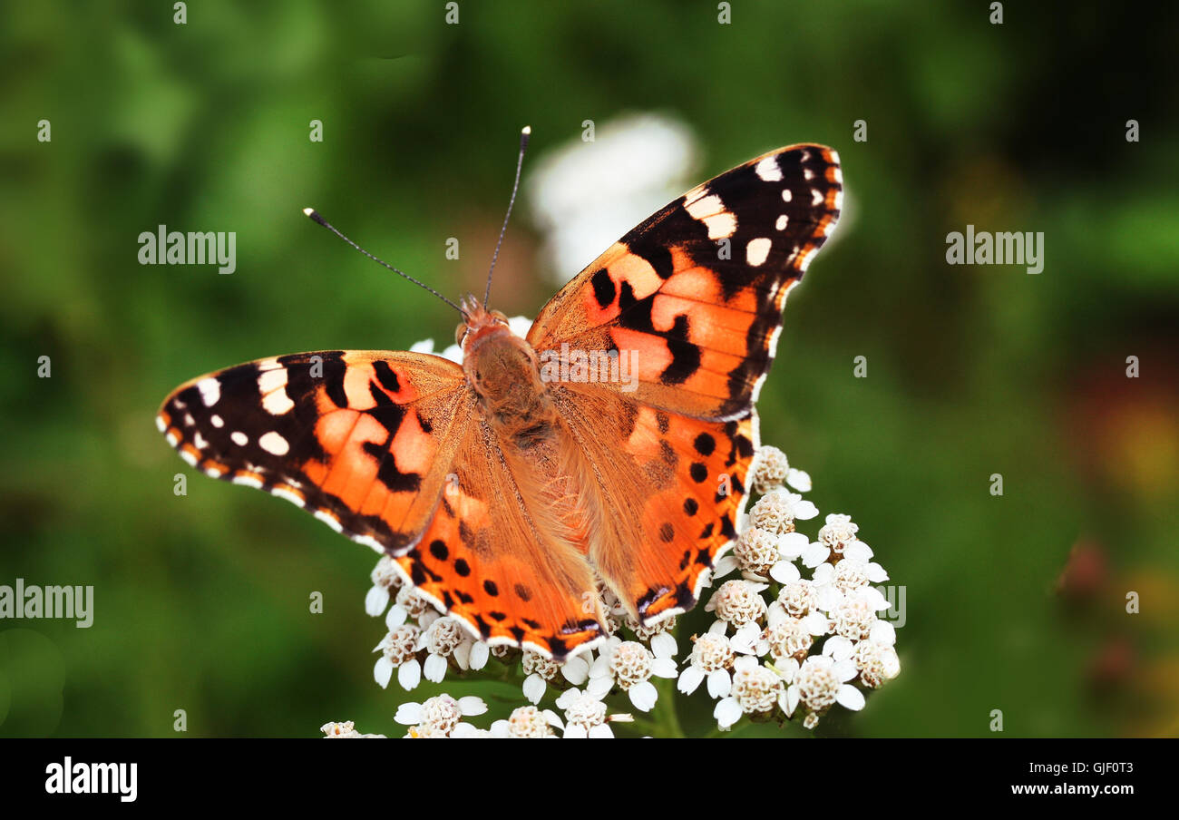 Orange insects hi-res stock photography and images - Alamy
