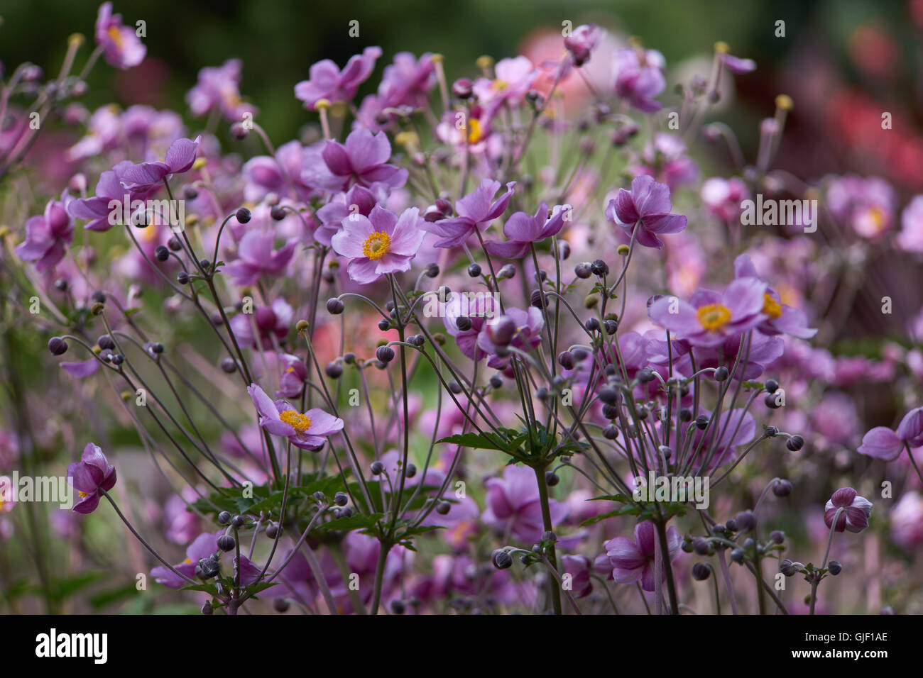 Pink Japanese Anemone hupehensis flowers Stock Photo - Alamy