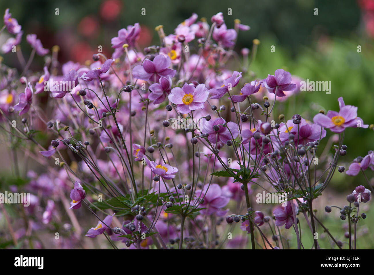 Pink Japanese Anemone hupehensis flowers Stock Photo - Alamy