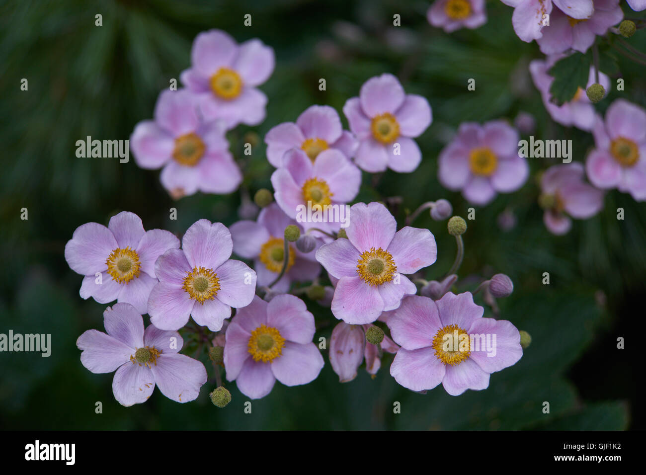 Pink Japanese Anemone hupehensis flowers Stock Photo - Alamy