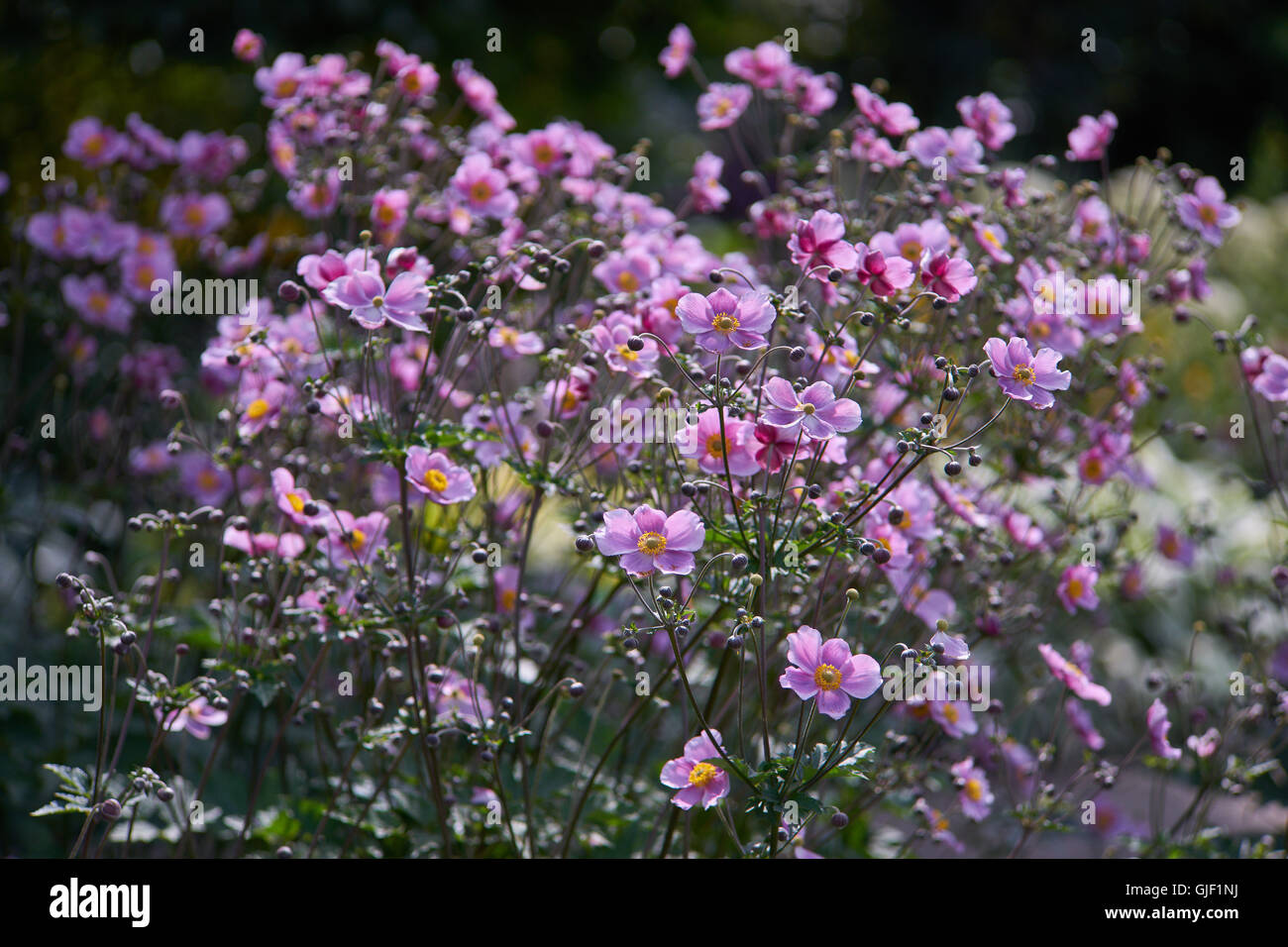 Pink Japanese Anemone hupehensis flowers Stock Photo - Alamy