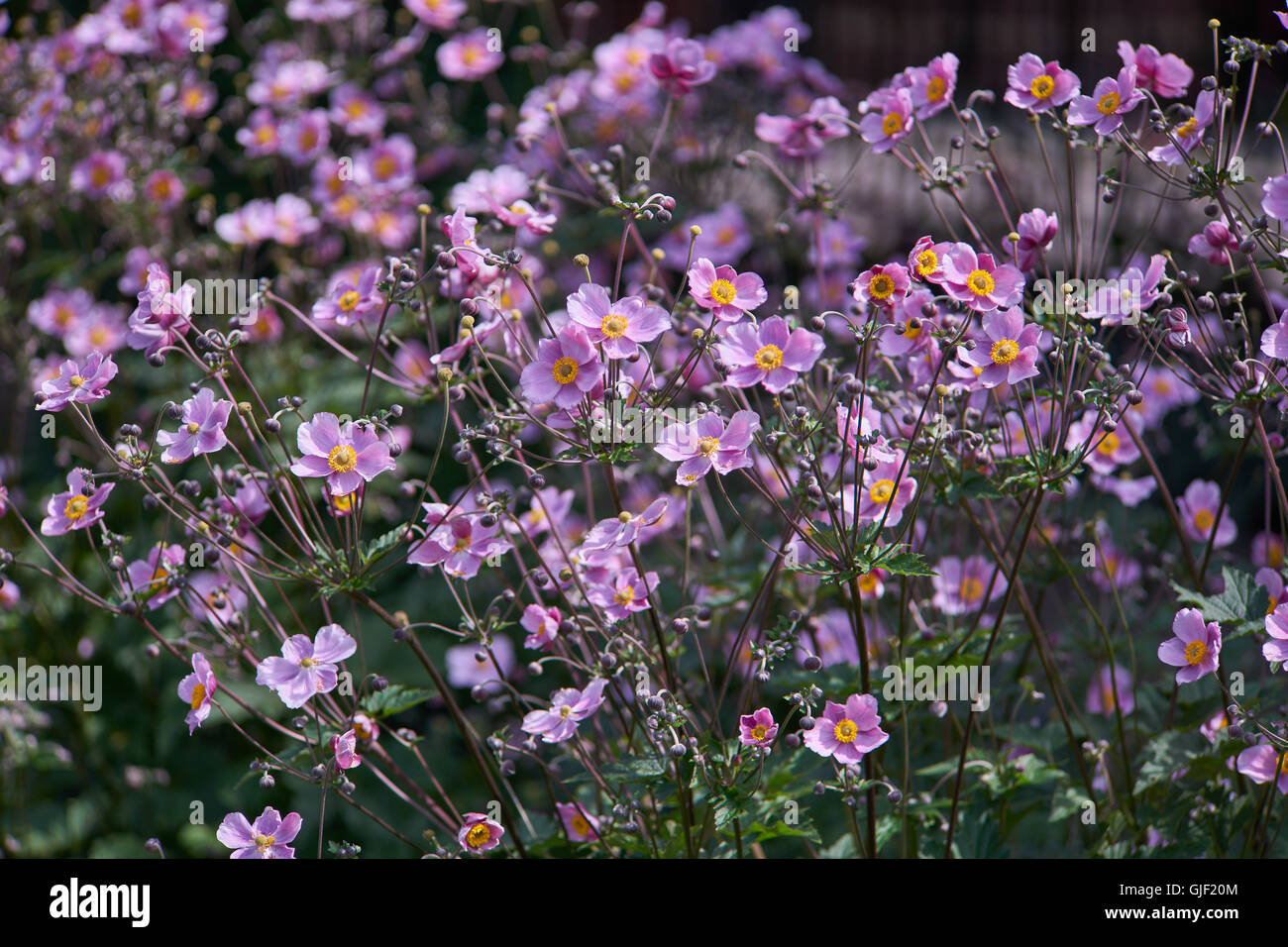Japanese anemone hi-res stock photography and images - Alamy