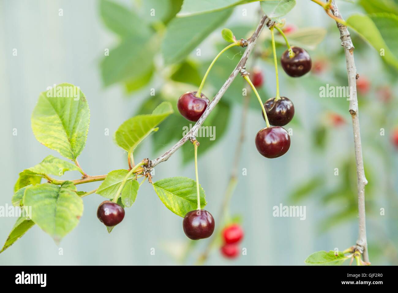 Cherries hanging on a cherry tree branch Stock Photo - Alamy