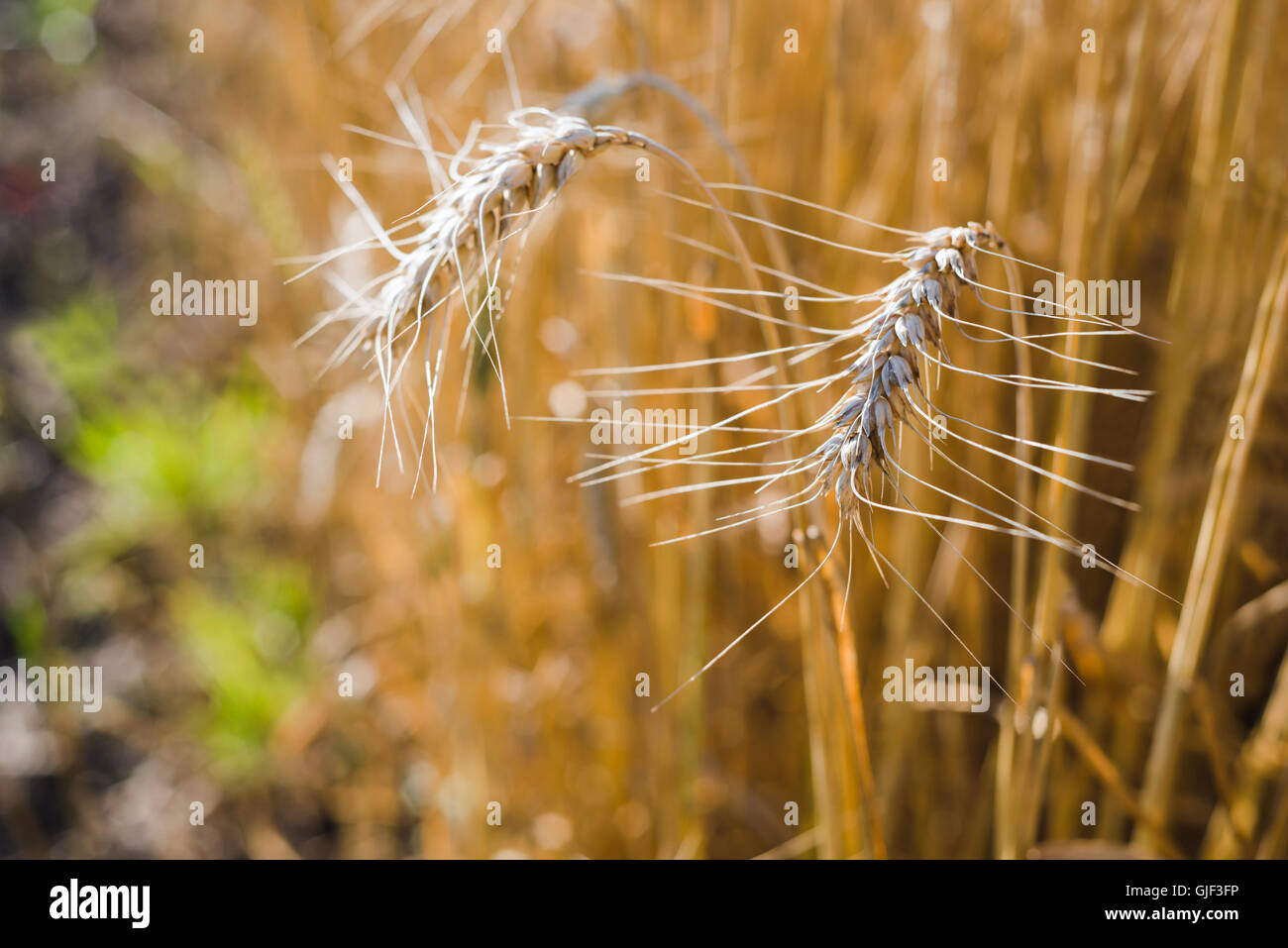 Wheat field before maturity hi-res stock photography and images - Alamy