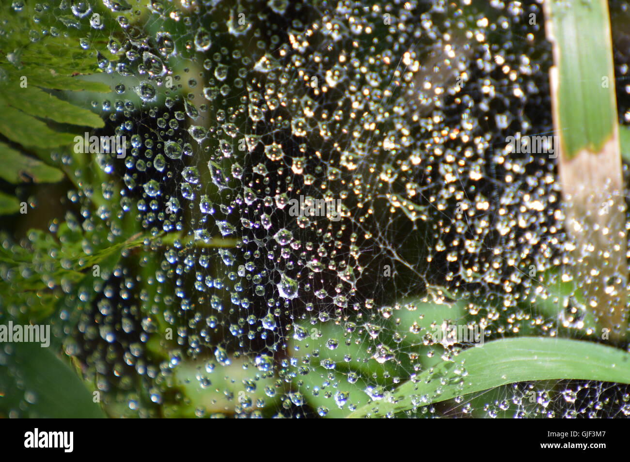 Spiders rain hi-res stock photography and images - Alamy