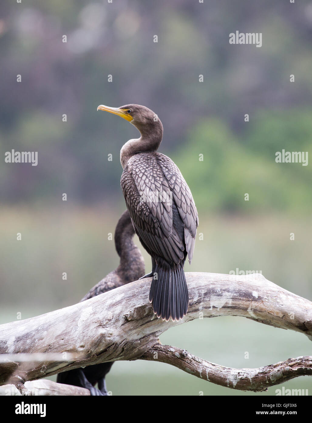 Double crested cormorant birds hi-res stock photography and images - Alamy