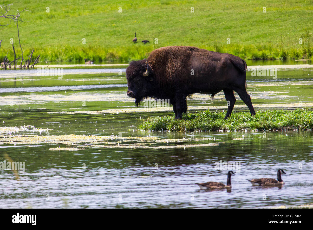 Wild bison by the lake on a summer day Stock Photo - Alamy