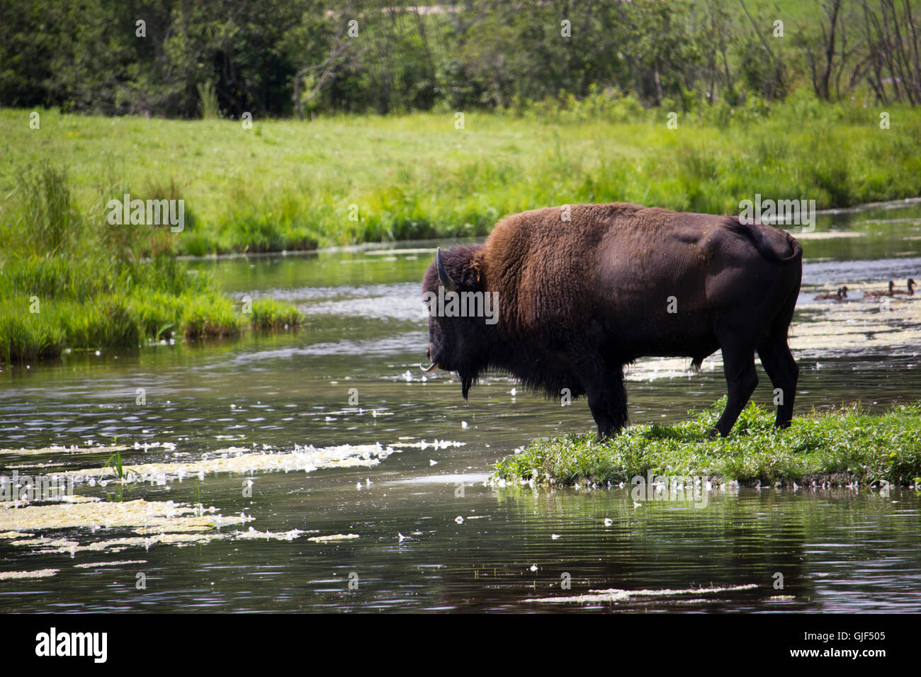 Wild bison by the lake on a summer day Stock Photo - Alamy
