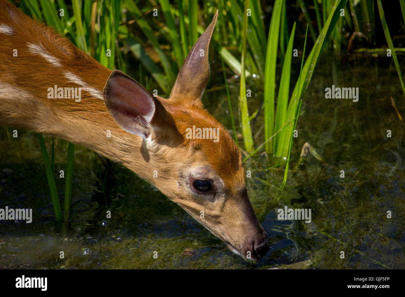 Zoo thirsty hi-res stock photography and images - Alamy