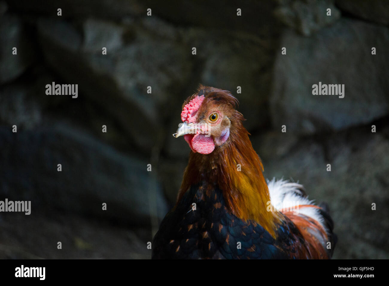 Cute farm chicken portrait Stock Photo - Alamy