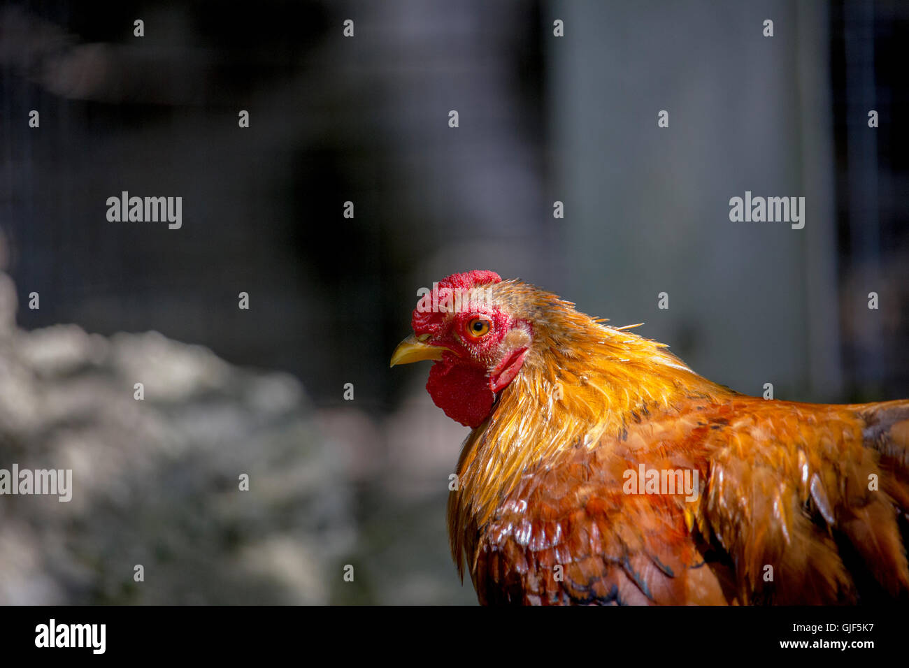 Cute chicken side portrait Stock Photo - Alamy